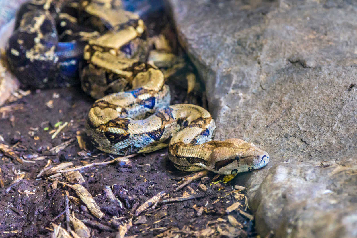 Legislature Advances Bill to Incentivize Removal of Invasive Species ...