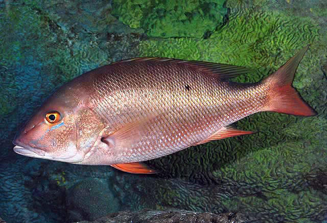Mutton Snapper Spawning Closed Until June