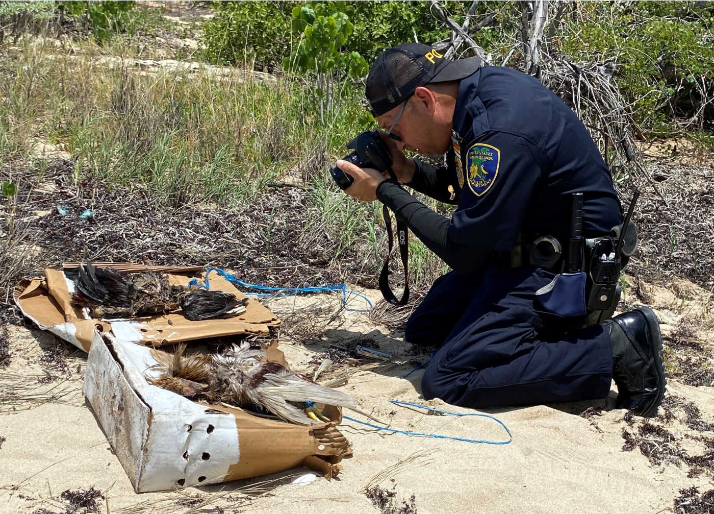 Another Incident of Animal Cruelty Reported on St. Croix After Police ...
