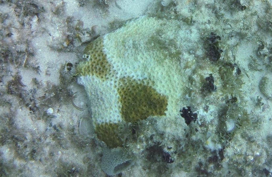 Deadly Coral Disease Now Affecting St. Croix; Scientists Rushing to ...