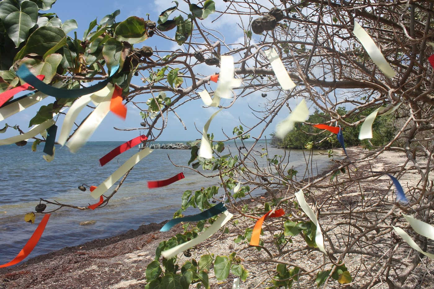 Victims of Crime Honored by Human Services With Memory Tree Ribbon Ceremony