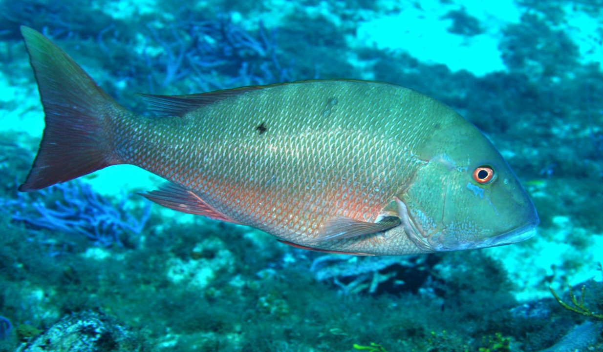 Fishing For Vermilion, Silk And Blackfin Snapper Closed From Oct. 1-Dec ...