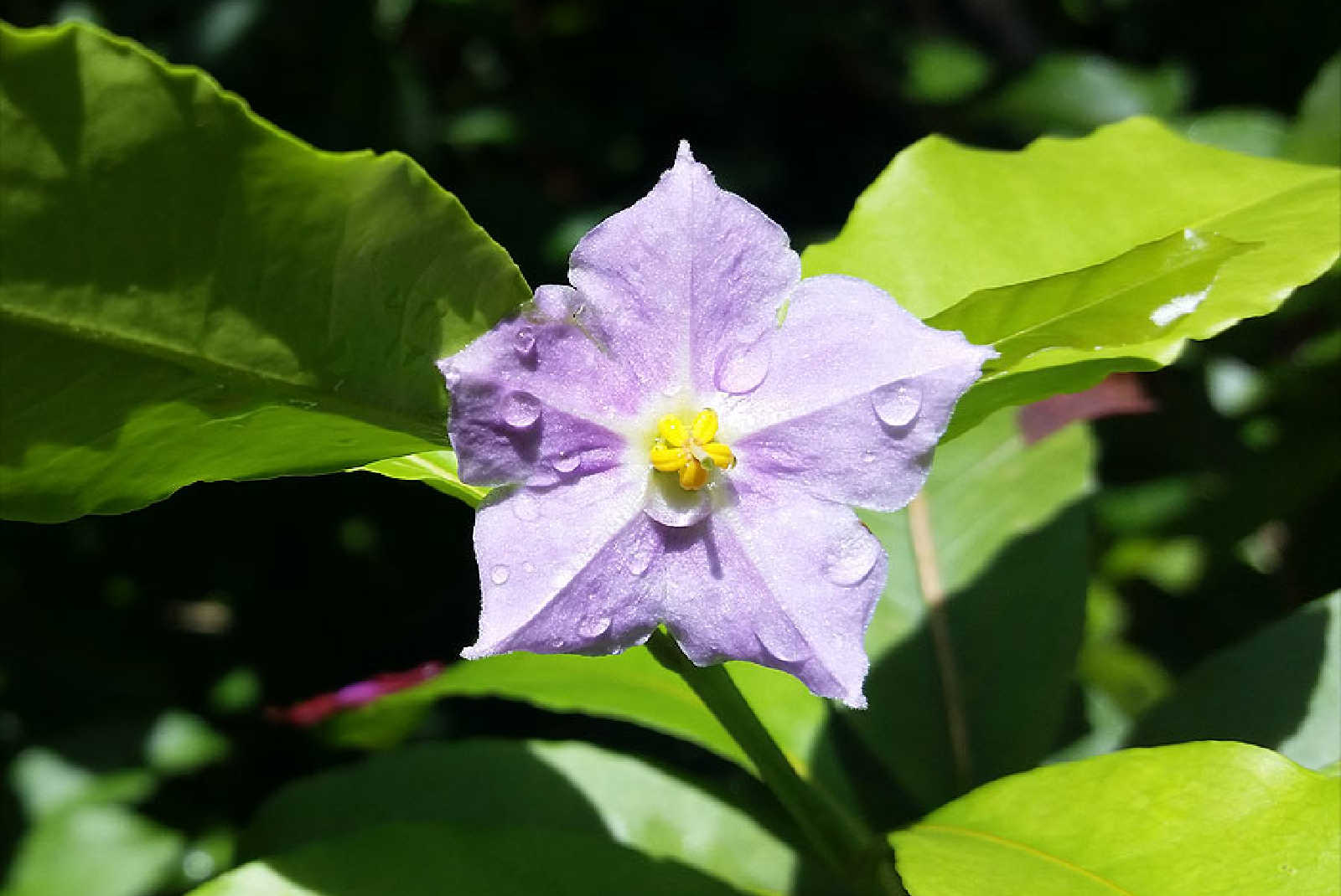 Rare Virgin Islands Plant Being Listed as Endangered Species by U.S ...