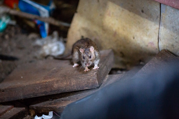 Beware of Aggressive Rats Searching for Food During Shutdowns, CDC Warns