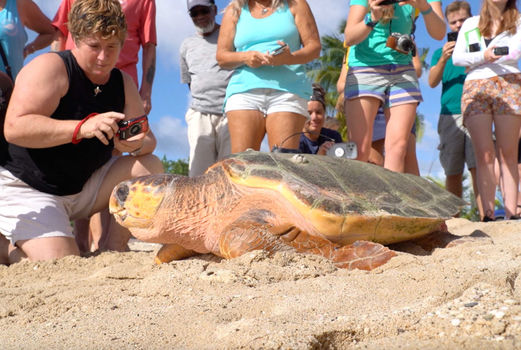 Watch: Loggerhead Turtle Wounded by Shark is Rescued, Rehabilitated and ...